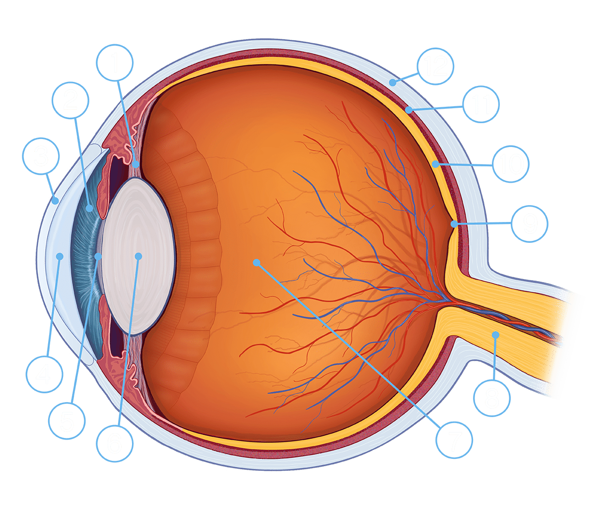 Das Auge: Aufbau und Funktion | EYEPARC